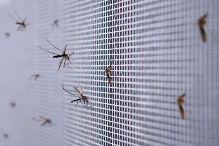 mosquito net doors